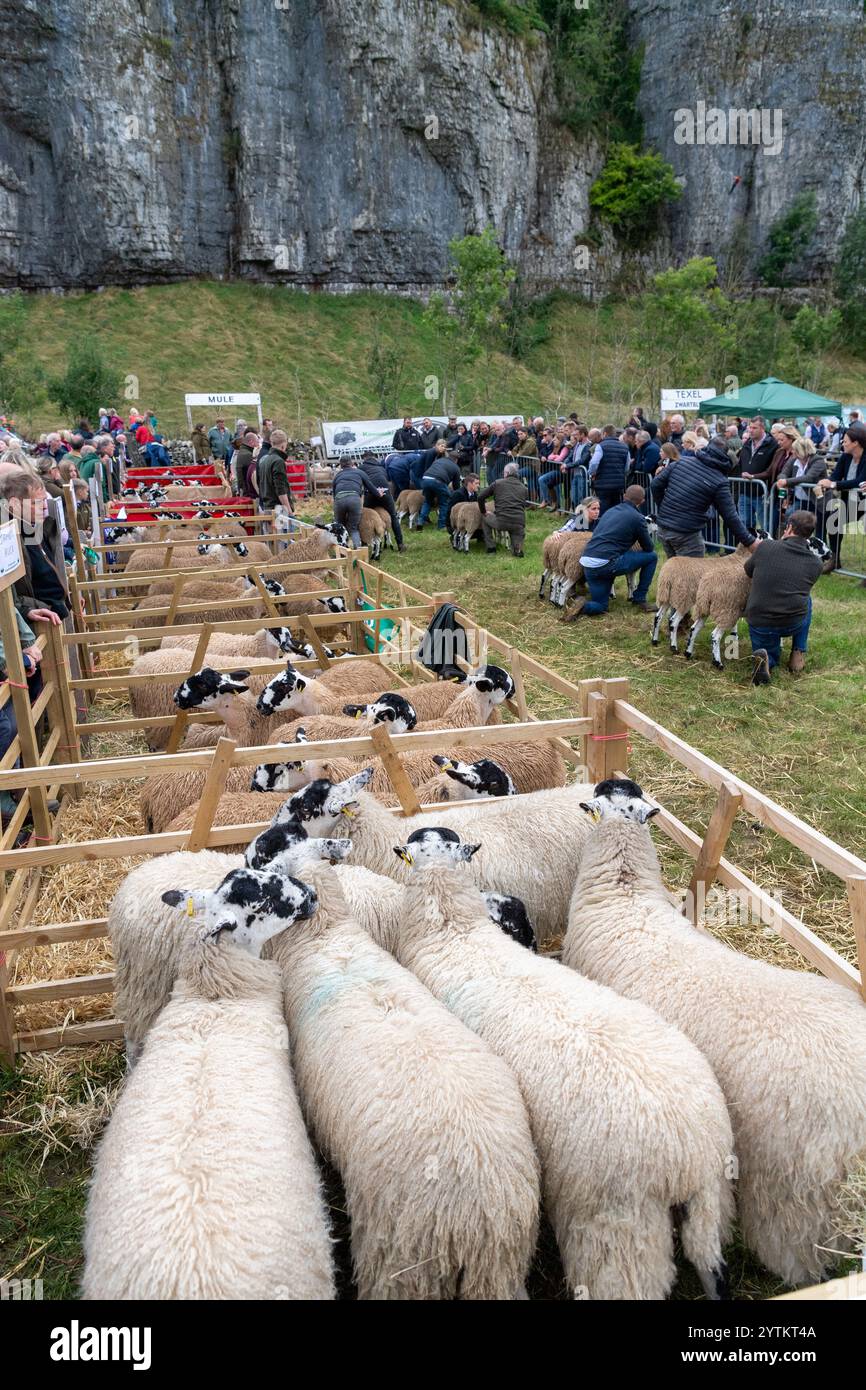 Sheep being shown at the 2024 Kilnsey Show under the shadow of Kilnsey ...
