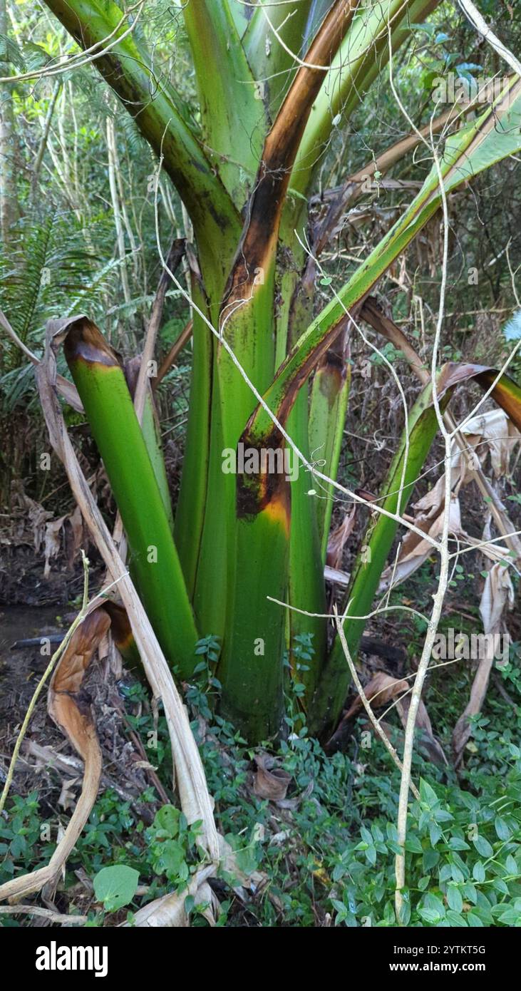 Abyssinian banana (Ensete ventricosum Stock Photo - Alamy