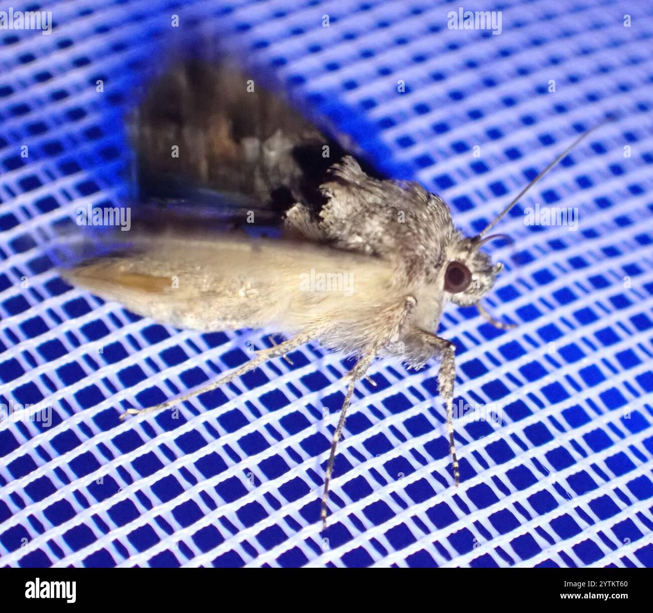 Plusiine Looper Moths (Plusiinae Stock Photo - Alamy
