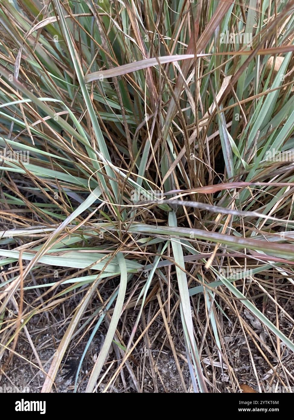 Elliott's lovegrass (Eragrostis elliottii Stock Photo - Alamy