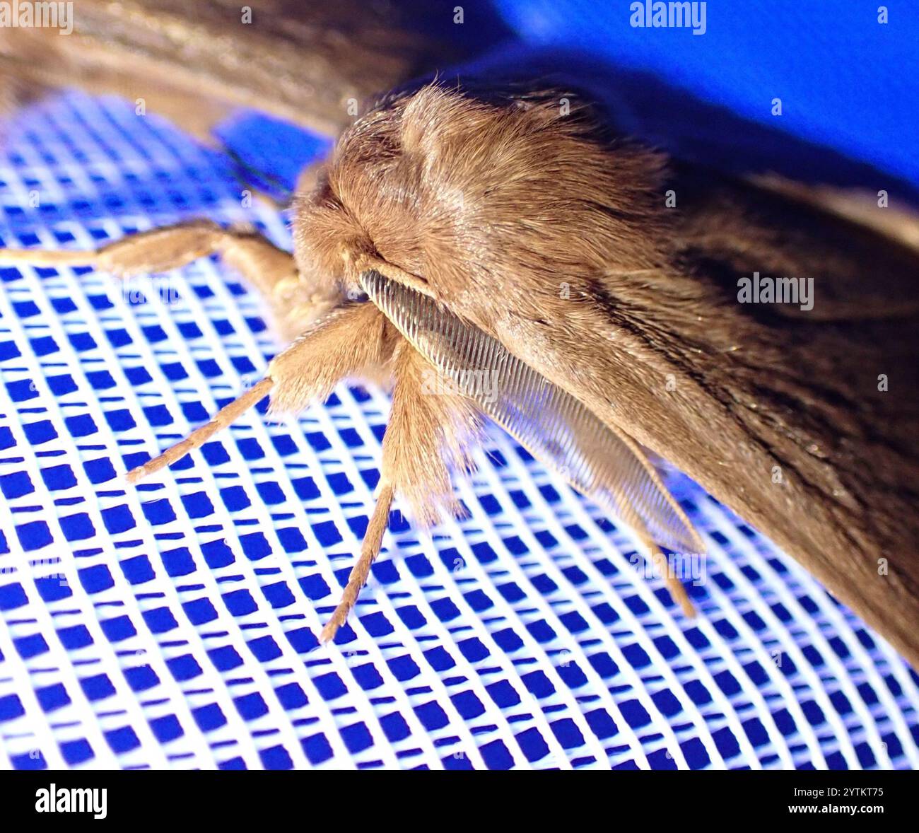 Clay Monkey (Phyllalia patens Stock Photo - Alamy