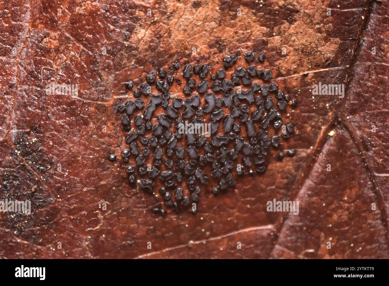 Speckled Tar Spot (Rhytisma punctatum Stock Photo - Alamy