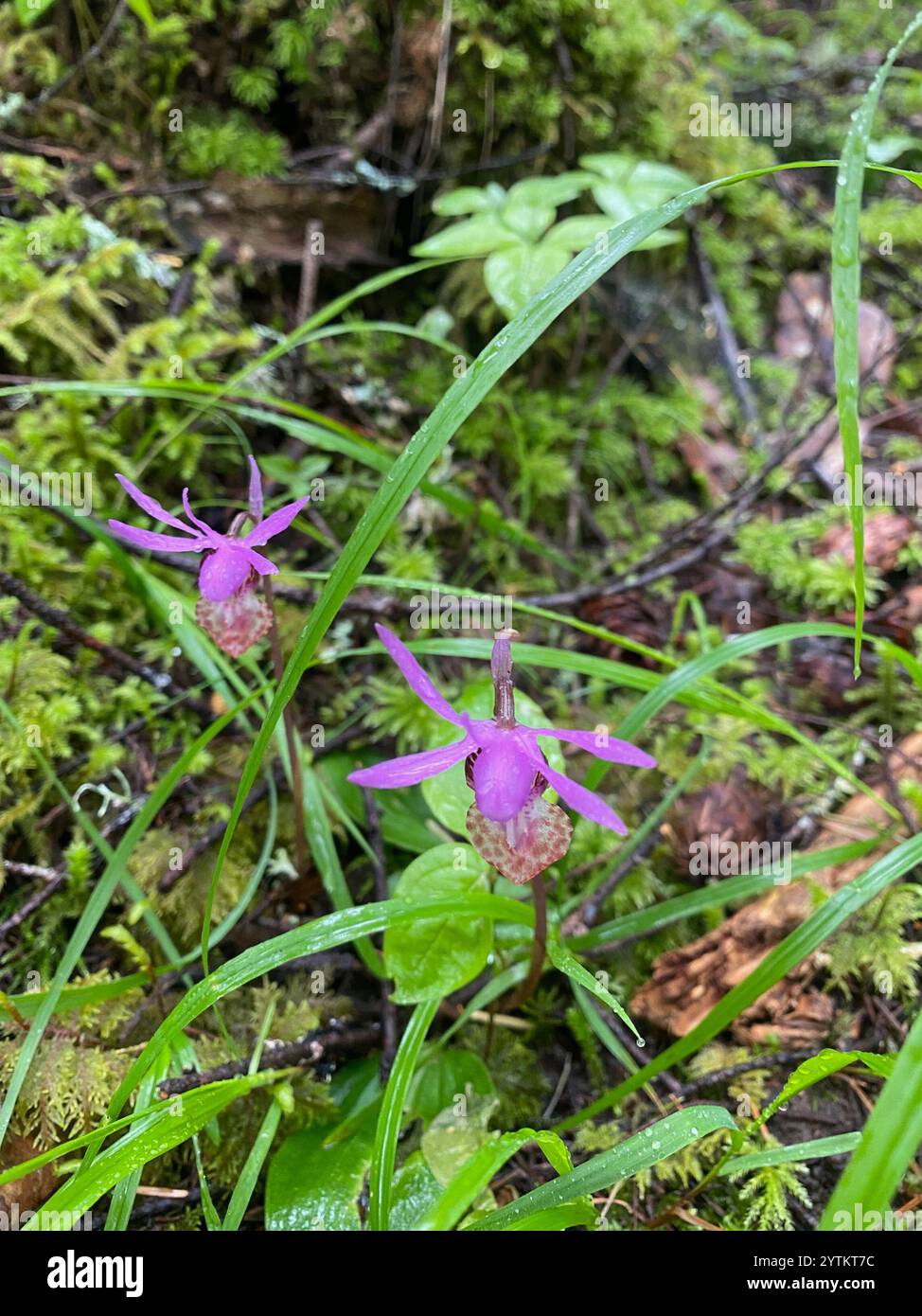 Western Fairy-slipper (Calypso bulbosa occidentalis Stock Photo - Alamy