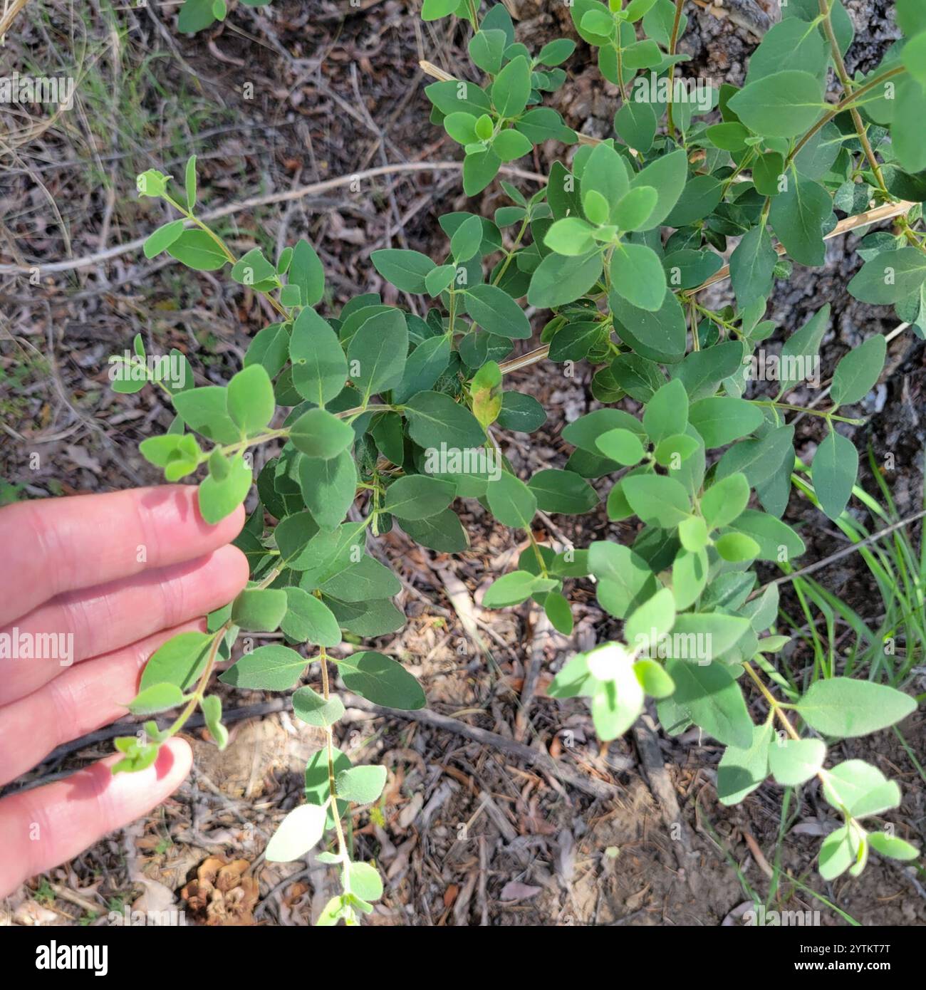 chaparral honeysuckle (Lonicera interrupta Stock Photo - Alamy
