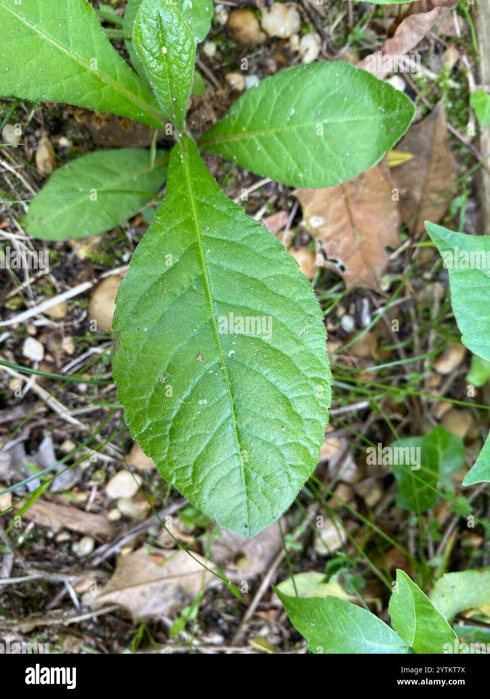 leafy elephant's-foot (Elephantopus carolinianus Stock Photo - Alamy