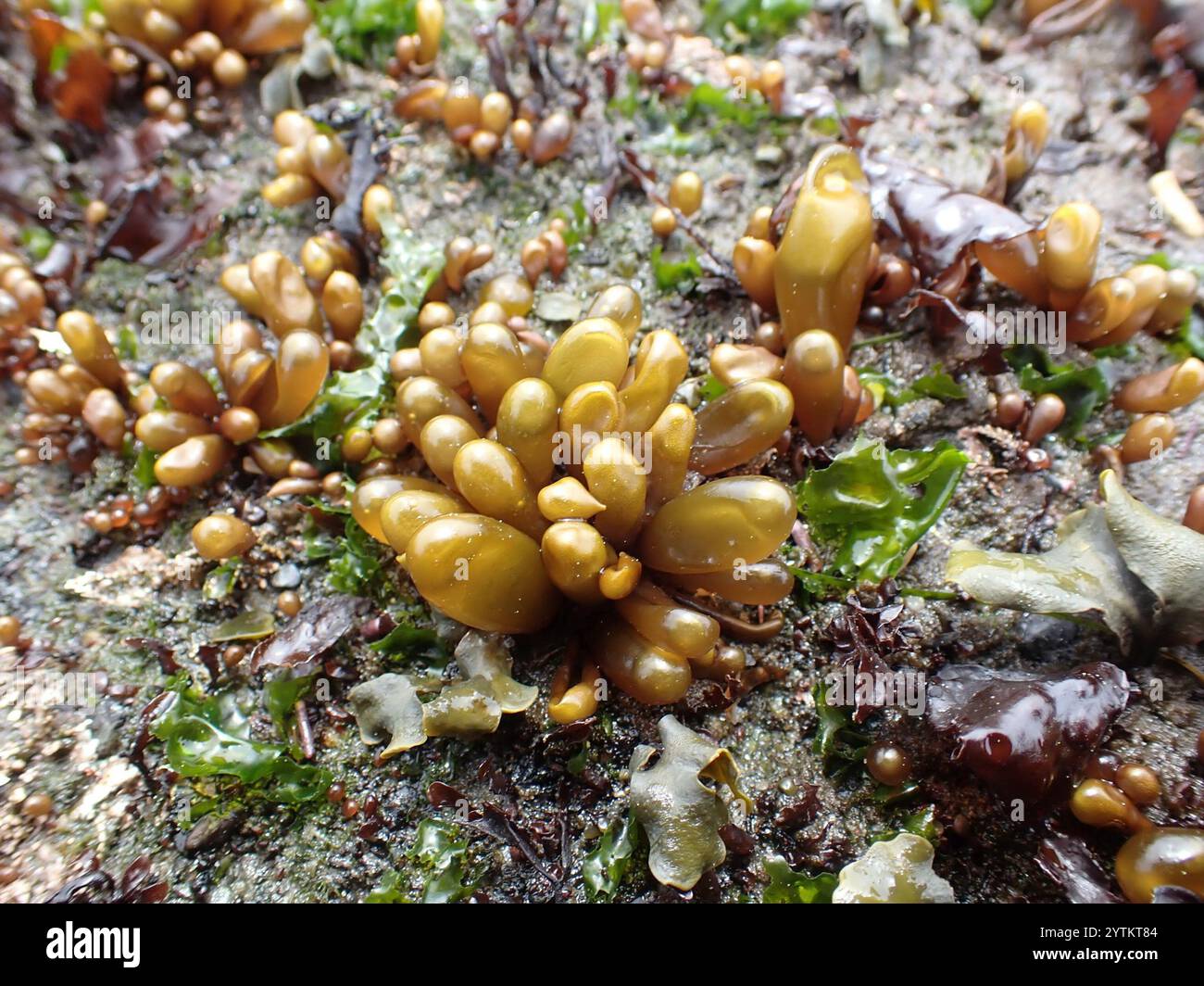Sea Sacks (Halosaccion glandiforme Stock Photo - Alamy