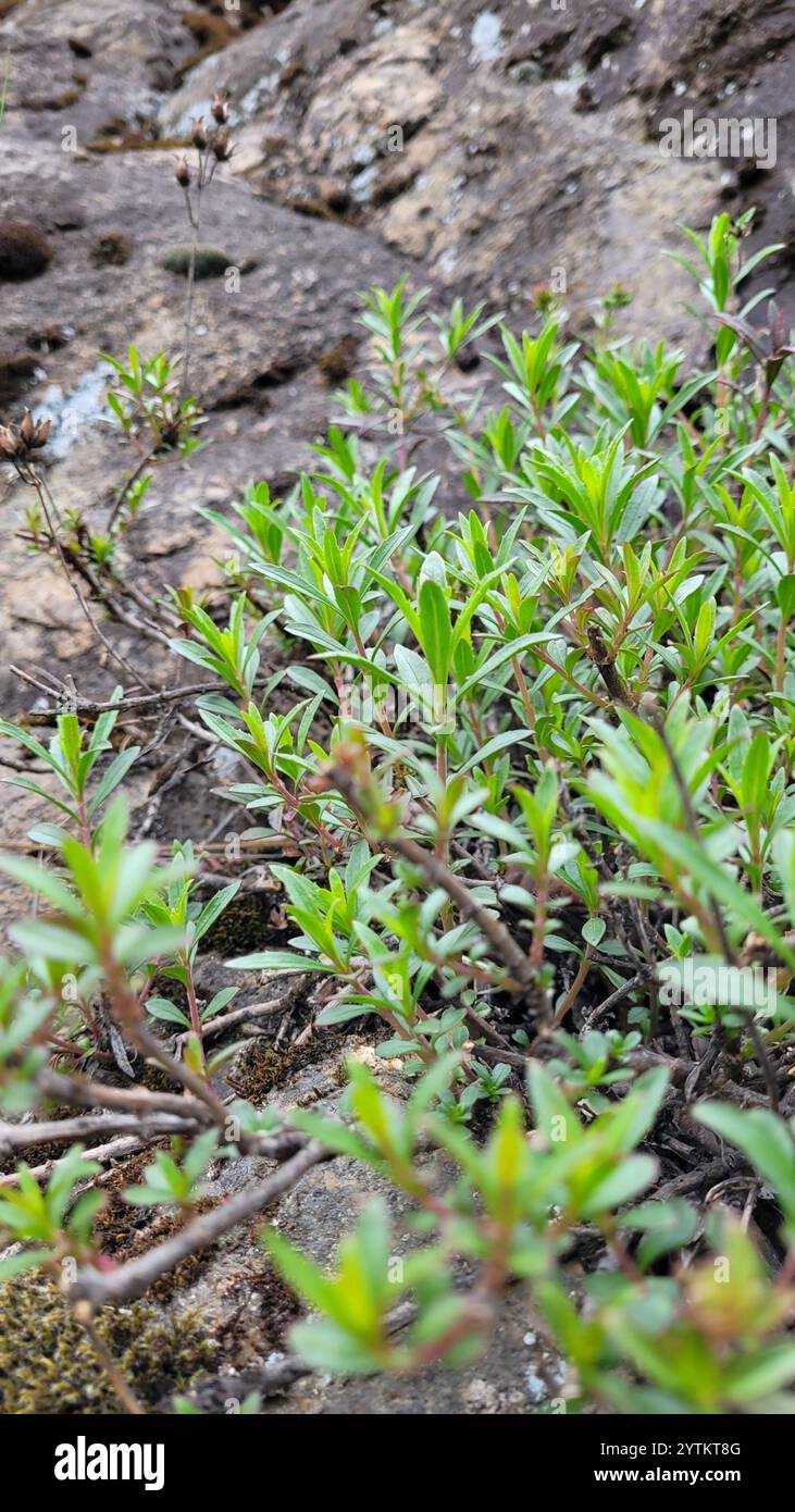 Bush Penstemon (Penstemon fruticosus Stock Photo - Alamy