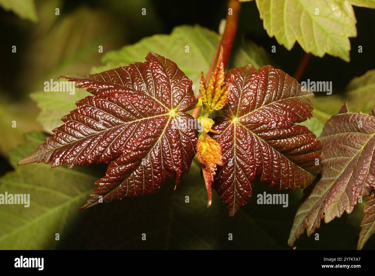 sycamore maple (Acer pseudoplatanus Stock Photo - Alamy