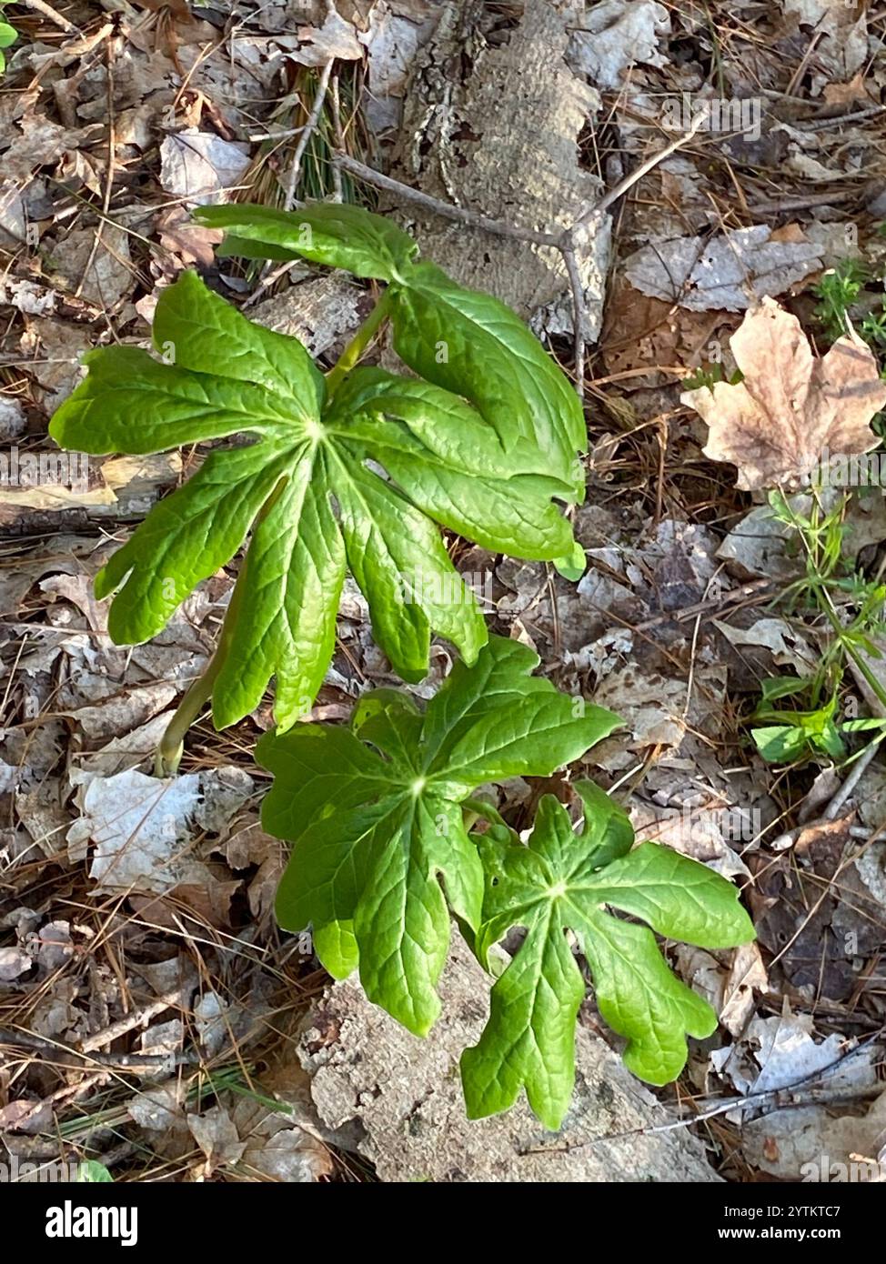 mayapple (Podophyllum peltatum Stock Photo - Alamy
