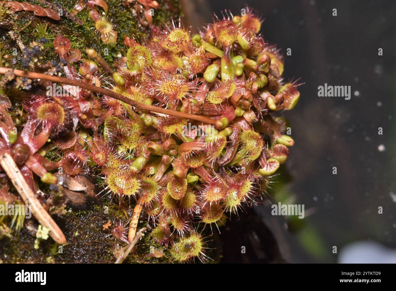 round-leaved sundew (Drosera rotundifolia Stock Photo - Alamy