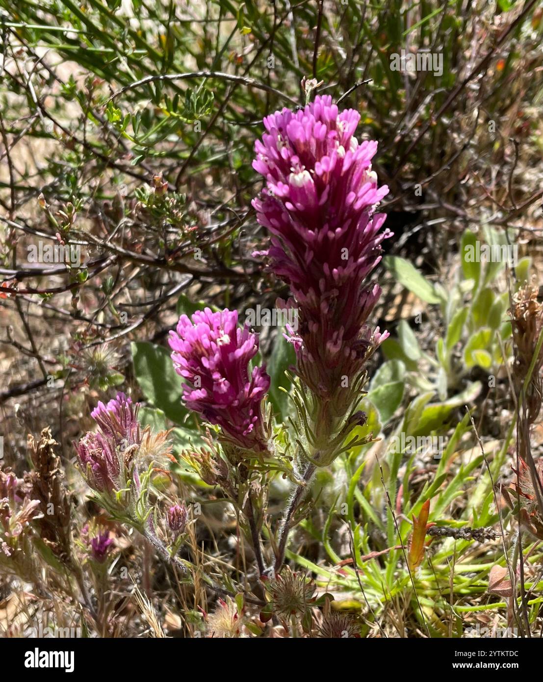 (Castilleja exserta exserta Stock Photo - Alamy