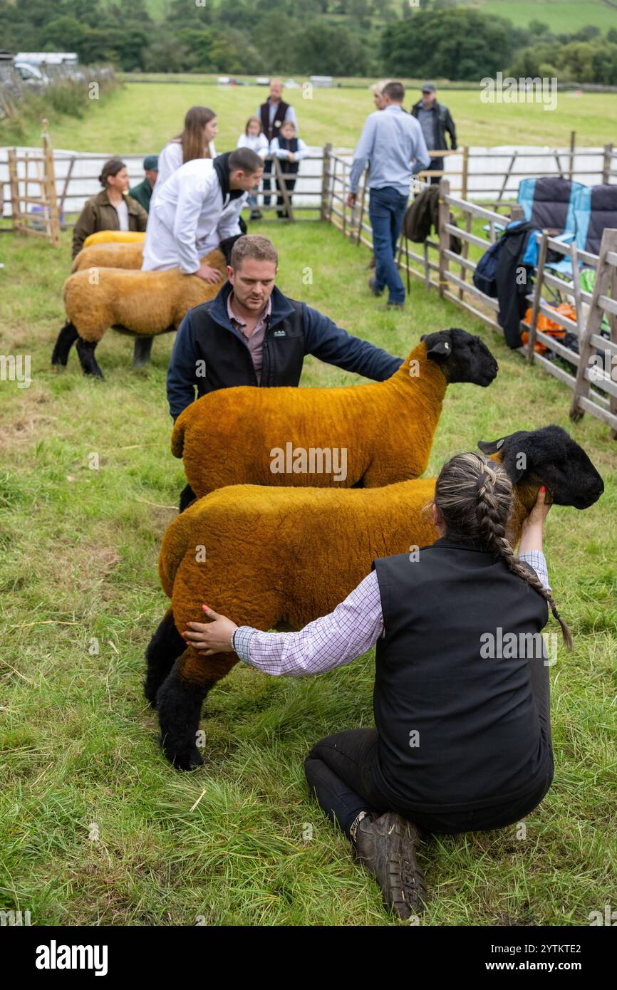 Sheep being shown at the 2024 Kilnsey Show under the shadow of Kilnsey ...