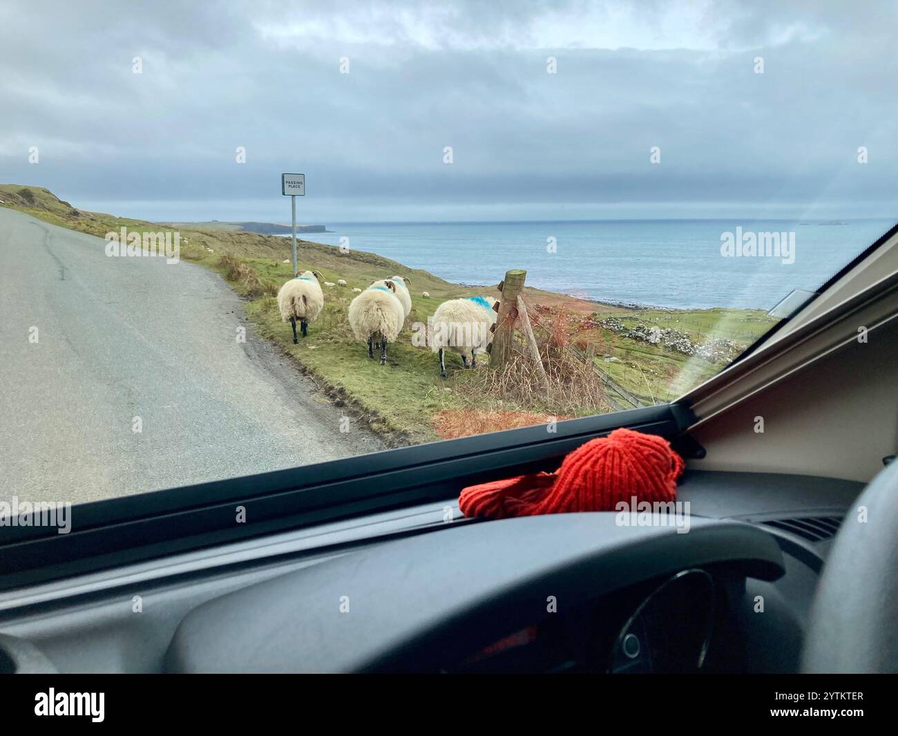 Sheep by the roadside on the Isle of Skye viewed from a car, Scotland ...