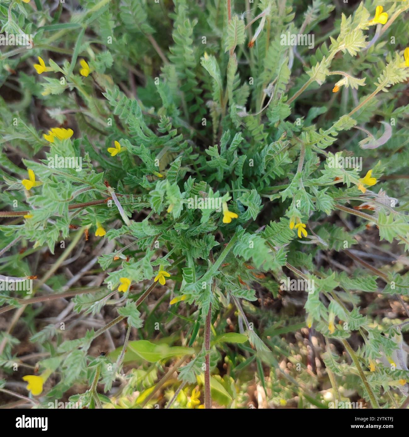 Ornithopus compressus hi-res stock photography and images - Alamy