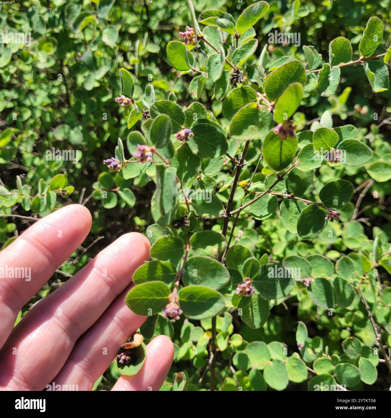 creeping snowberry (Symphoricarpos mollis Stock Photo - Alamy