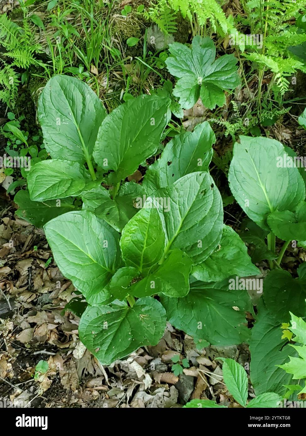 Eastern Skunk Cabbage (Symplocarpus foetidus Stock Photo - Alamy