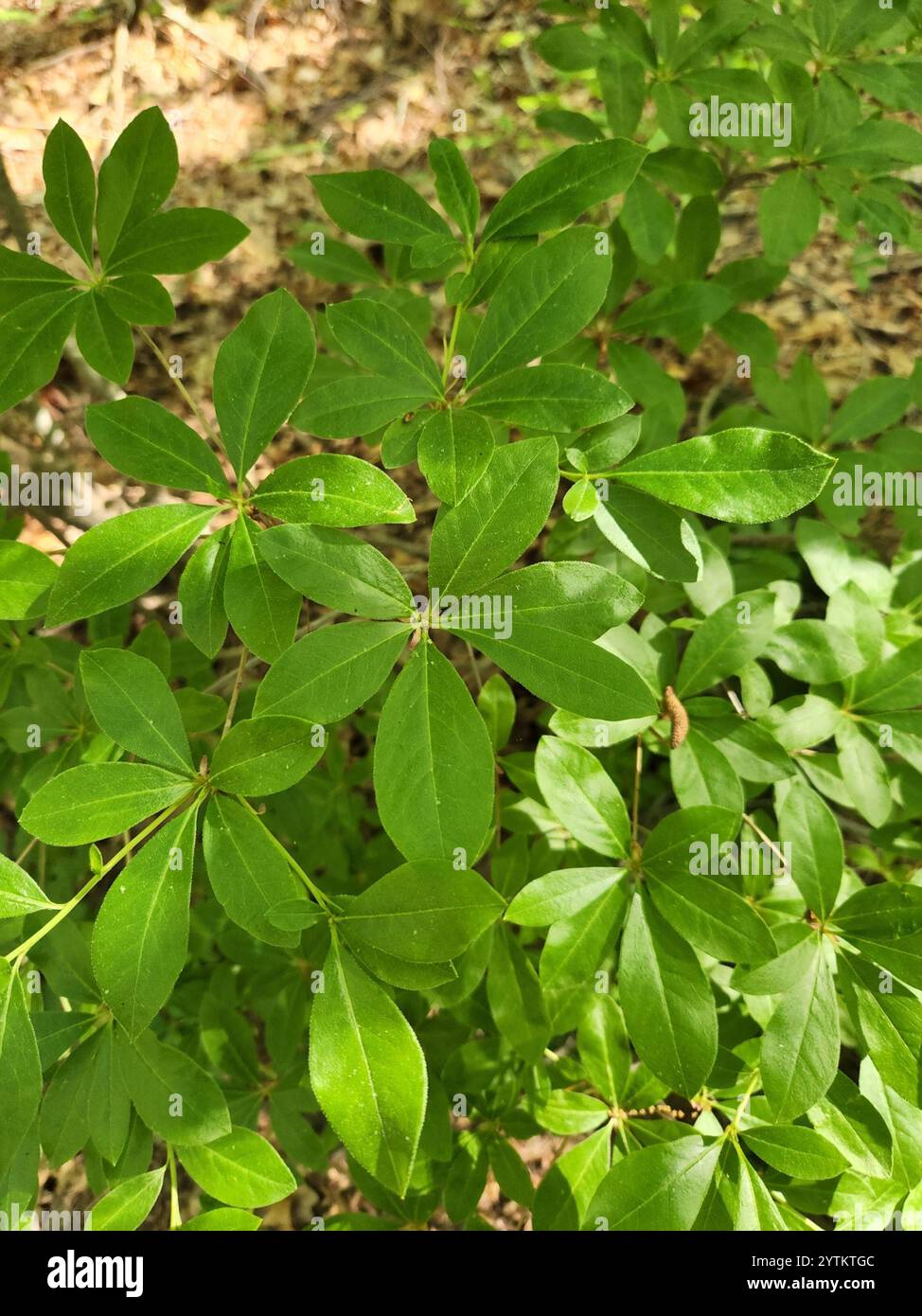 swamp azalea (Rhododendron viscosum Stock Photo - Alamy