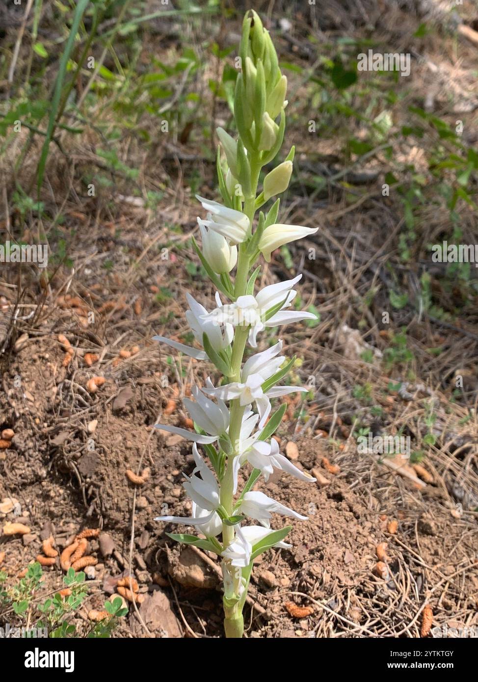 Eastern Hooded Helleborine (Cephalanthera epipactoides Stock Photo - Alamy
