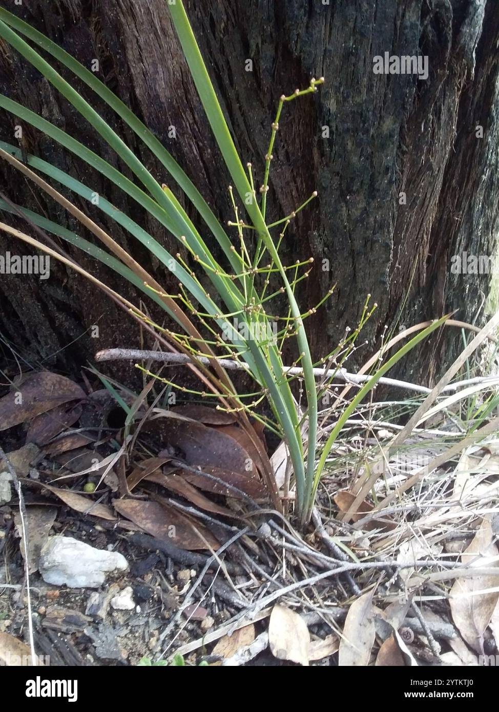 iron-grass (Lomandra multiflora dura Stock Photo - Alamy