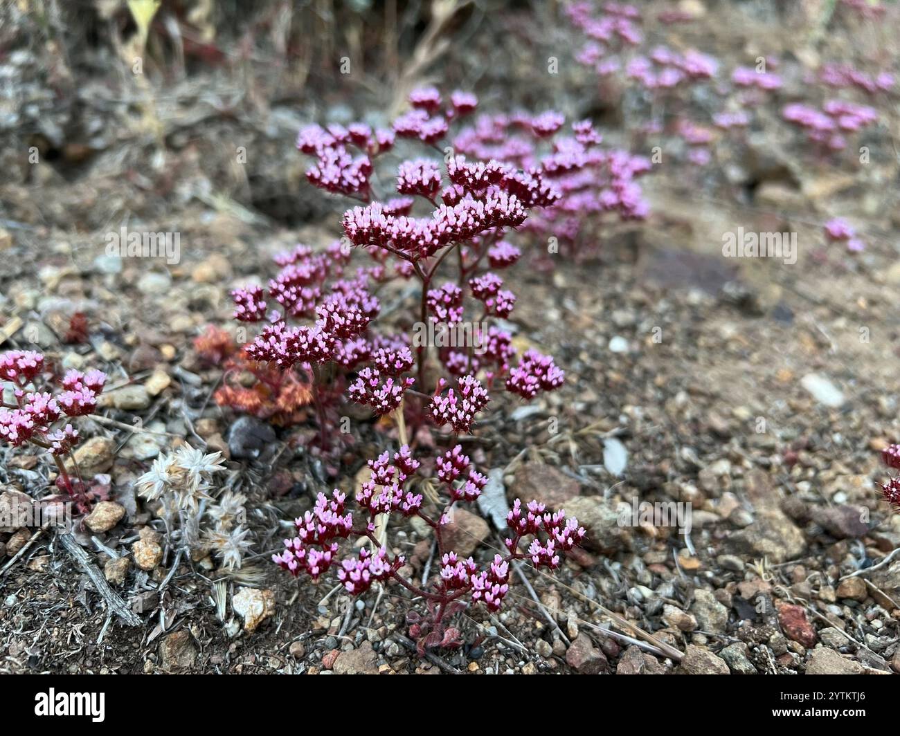 Turkish rugging (Chorizanthe staticoides Stock Photo - Alamy