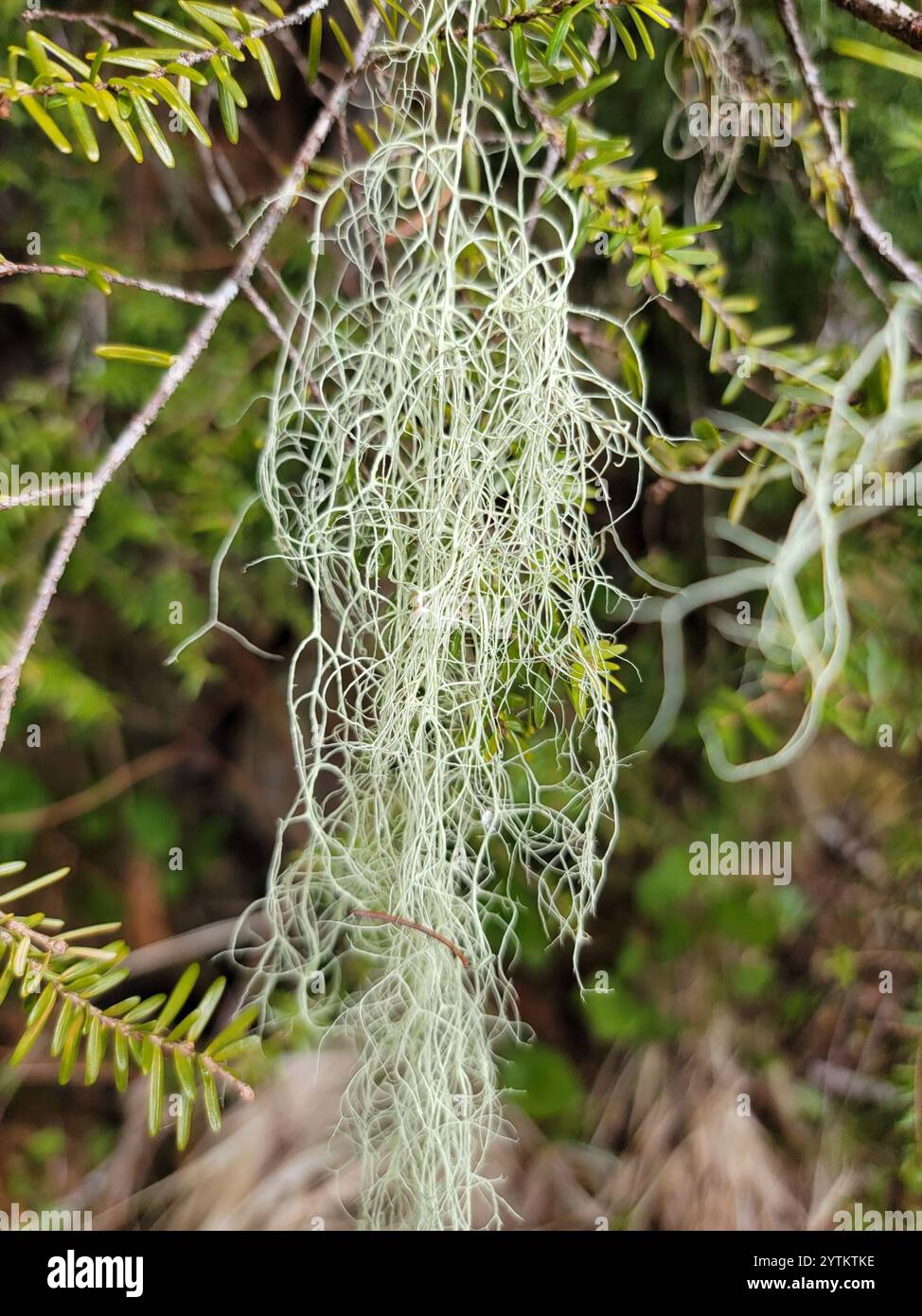 Witch's Hair (Alectoria sarmentosa Stock Photo - Alamy