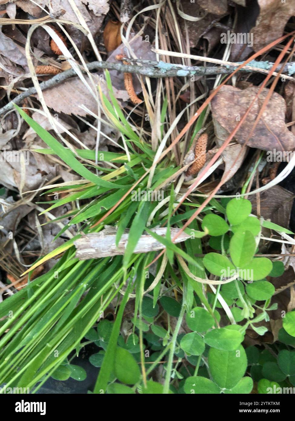 Shiny Wedgegrass (Sphenopholis nitida Stock Photo - Alamy