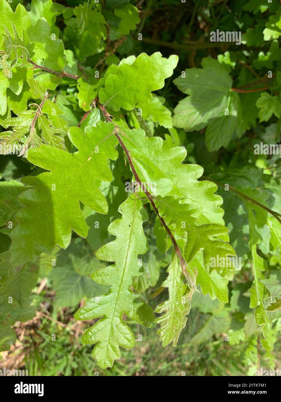 Turkey Oak (Quercus cerris Stock Photo - Alamy