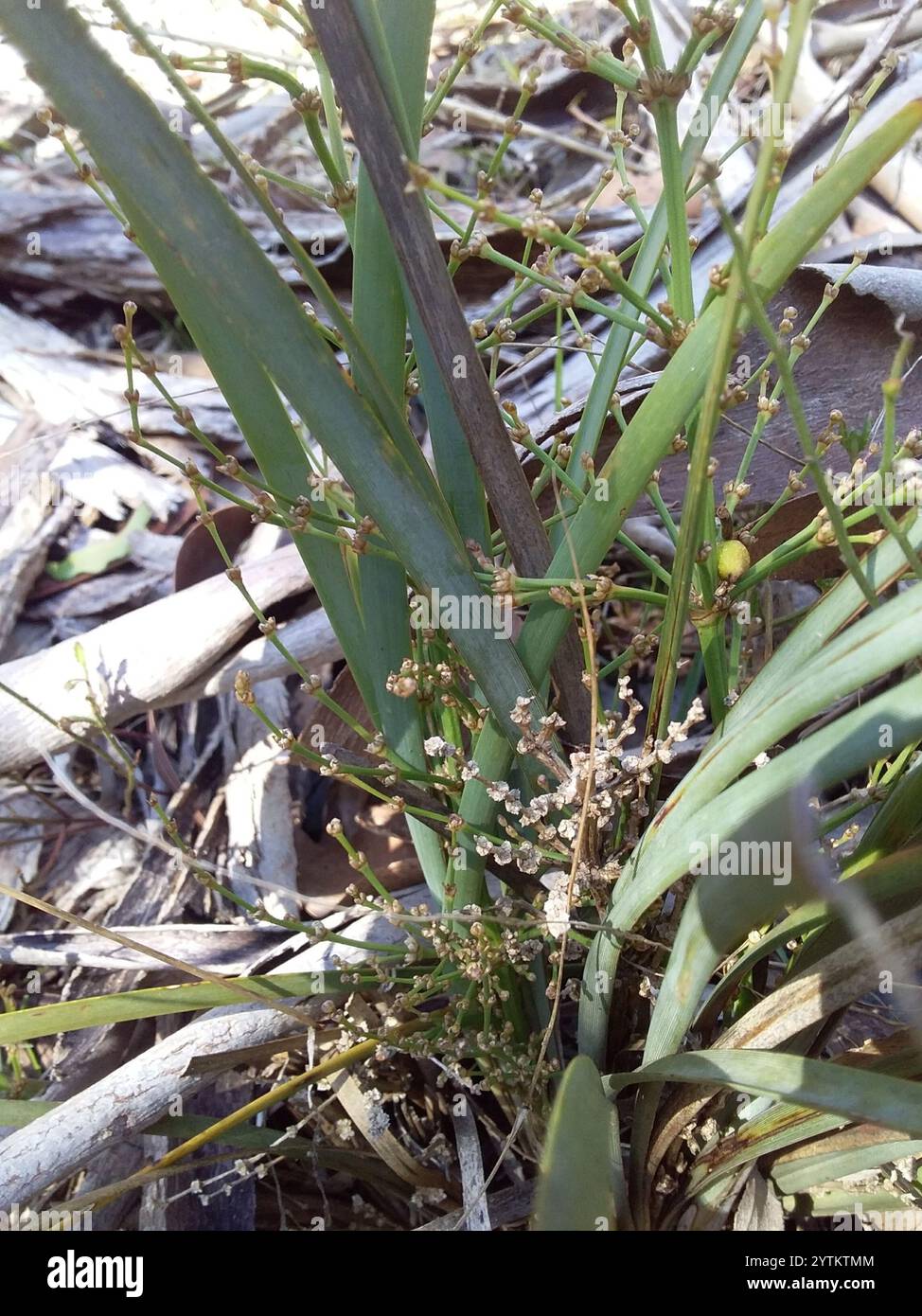 iron-grass (Lomandra multiflora dura Stock Photo - Alamy