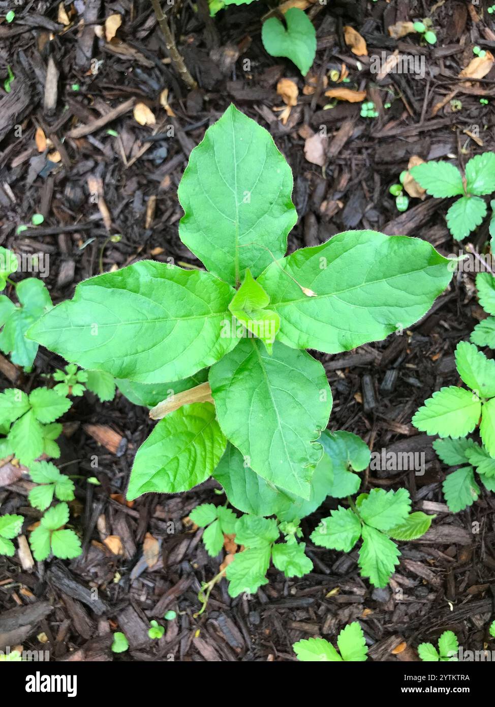 Japanese Chaff Flower (Achyranthes japonica Stock Photo - Alamy