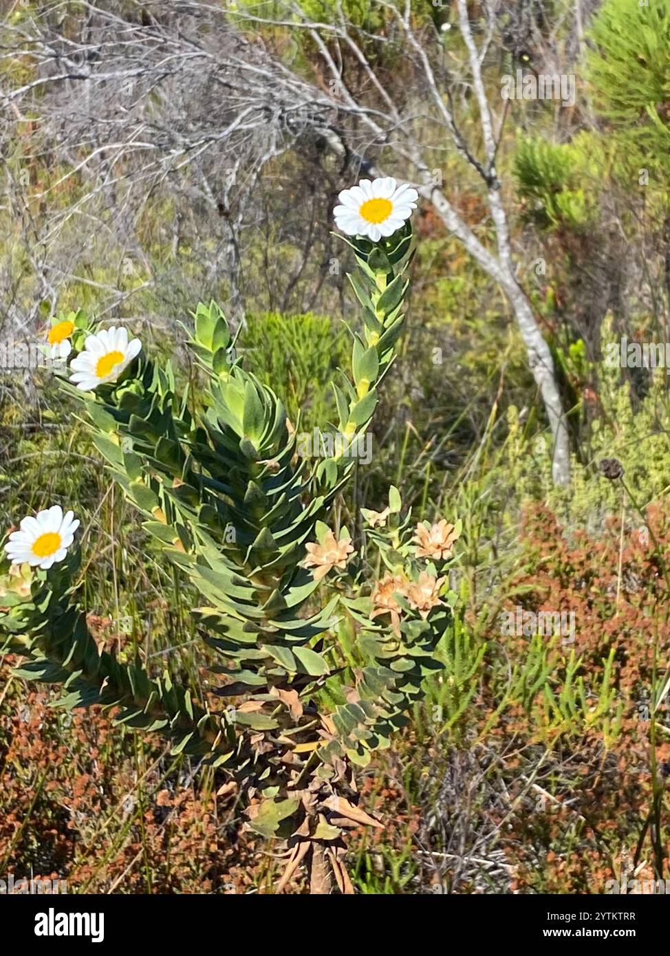 Asteriscoides hi-res stock photography and images - Alamy