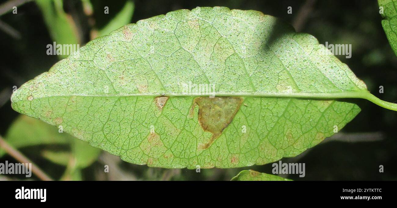 tamboti (Spirostachys africana Stock Photo - Alamy