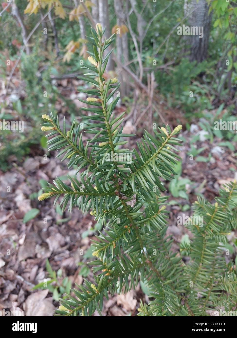 Canada yew (Taxus canadensis Stock Photo - Alamy