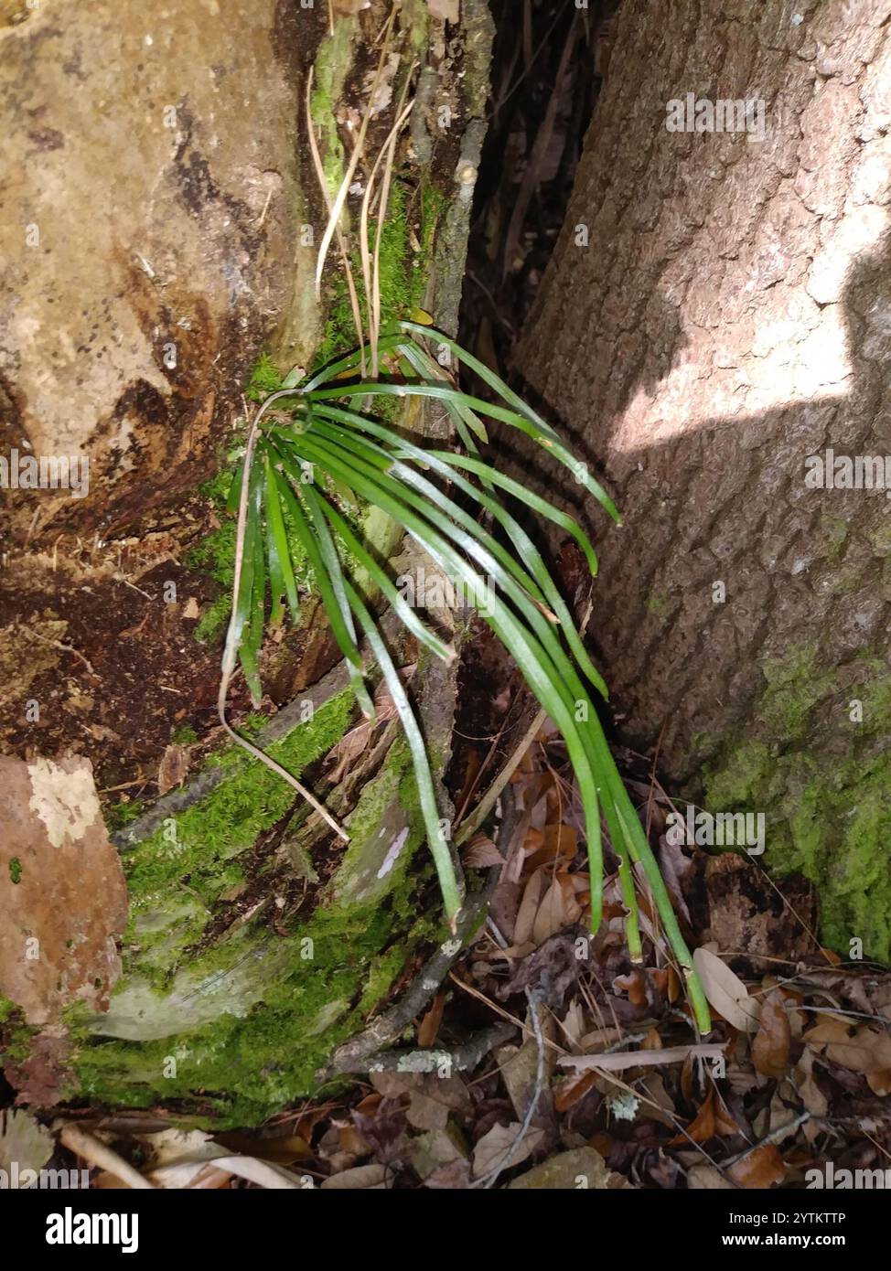Shoestring Fern (Vittaria lineata Stock Photo - Alamy