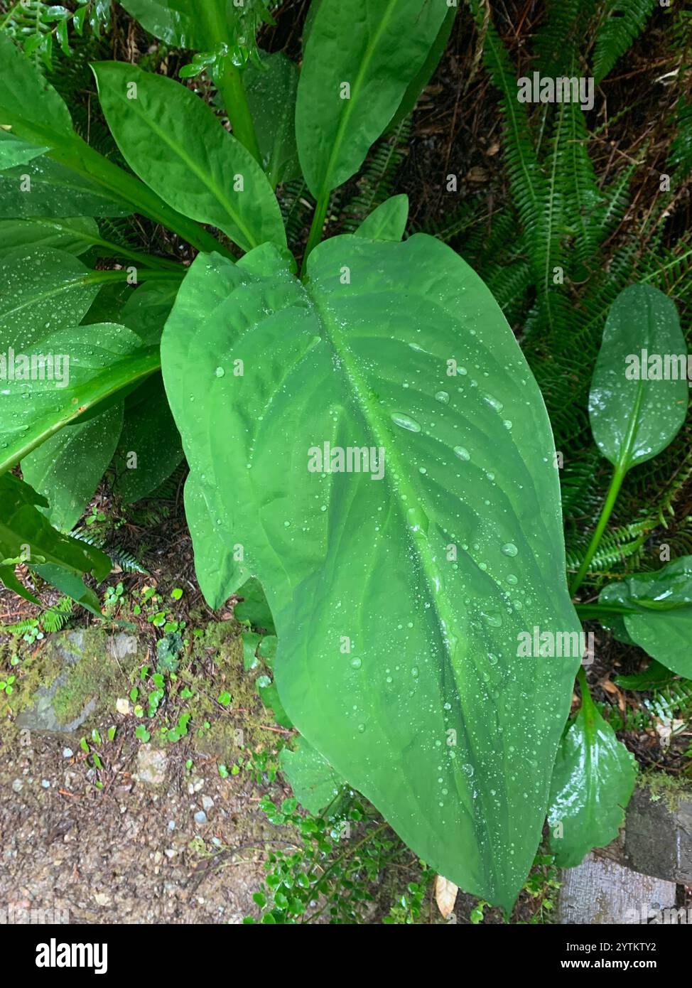 western skunk cabbage (Lysichiton americanus Stock Photo - Alamy