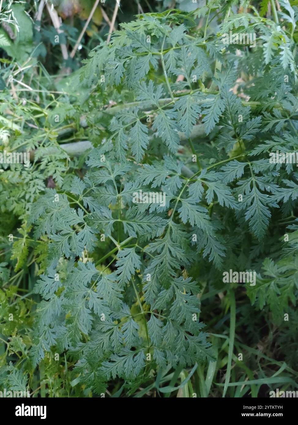 poison hemlock (Conium maculatum Stock Photo - Alamy
