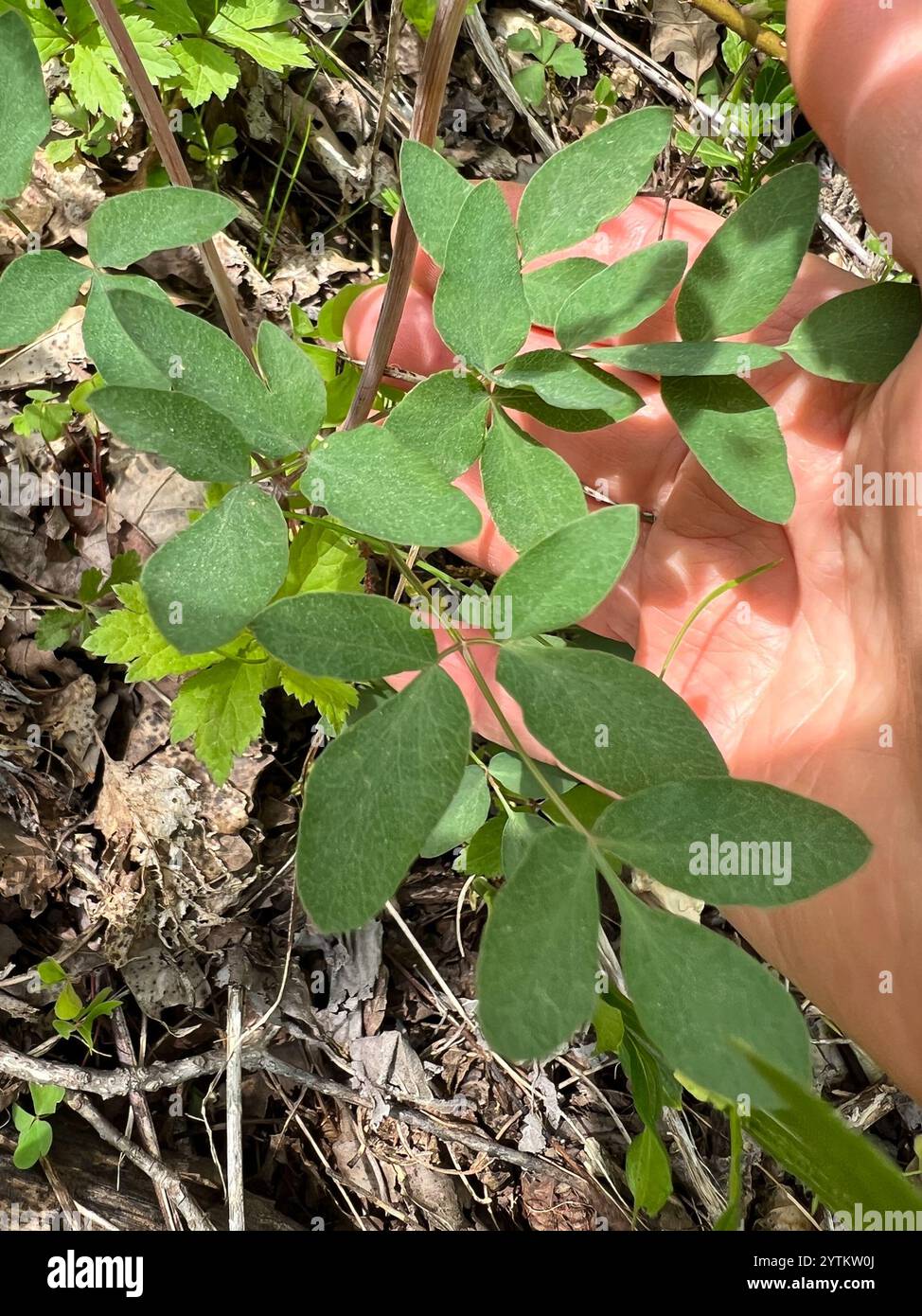 yellow pimpernel (Taenidia integerrima Stock Photo - Alamy