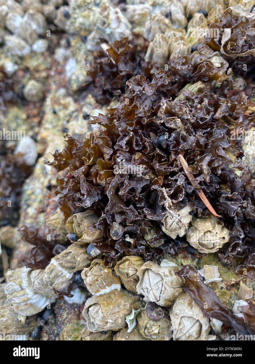 encrusting red algae (Mastocarpus Stock Photo - Alamy