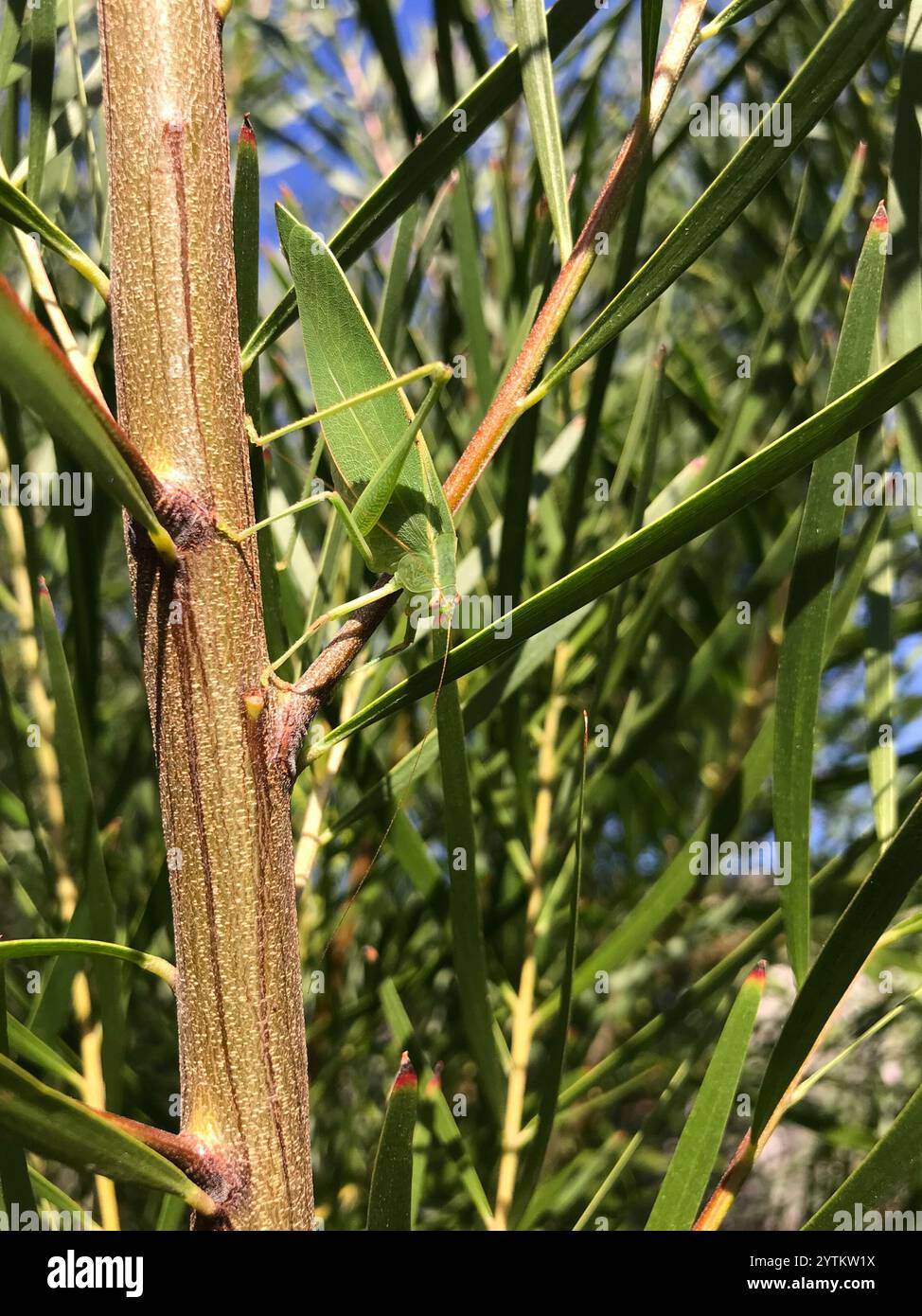 Australian Common Garden Katydid (Caedicia simplex Stock Photo - Alamy