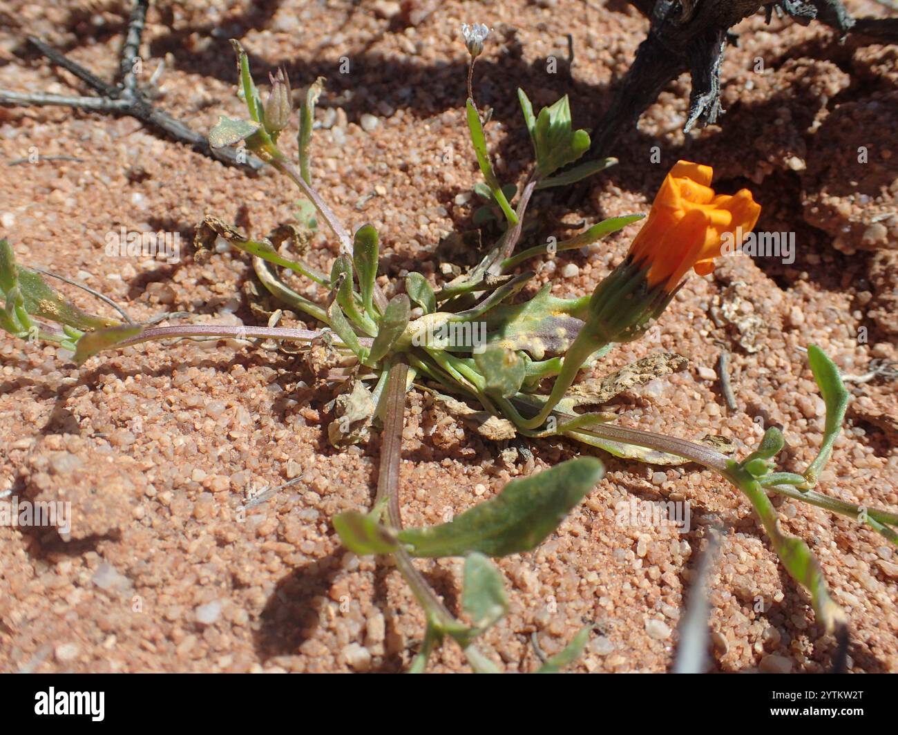 Cape marigold (Dimorphotheca sinuata Stock Photo - Alamy