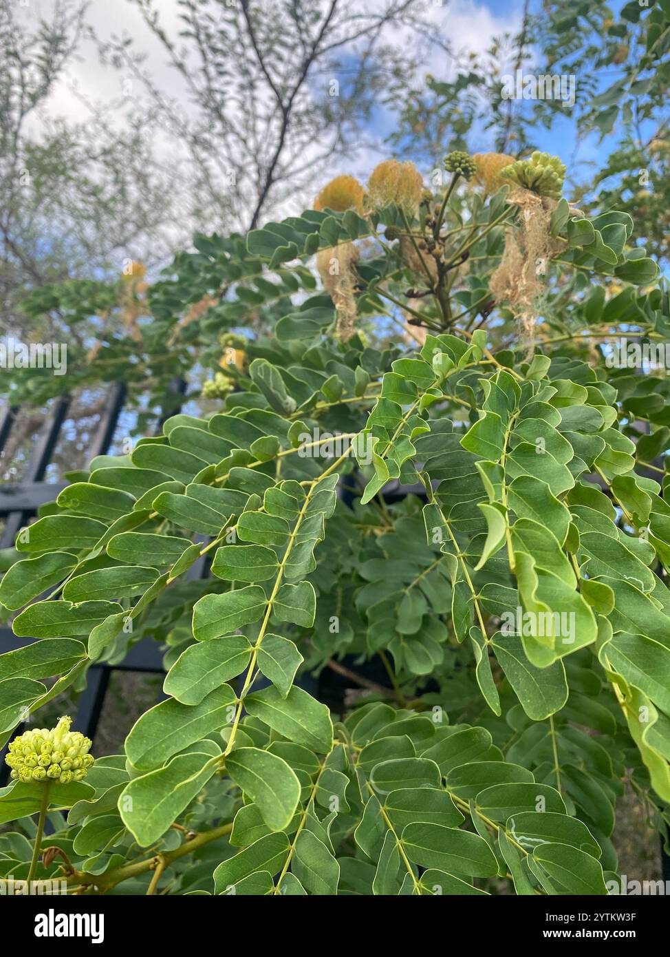 lebbeck (Albizia lebbeck Stock Photo - Alamy