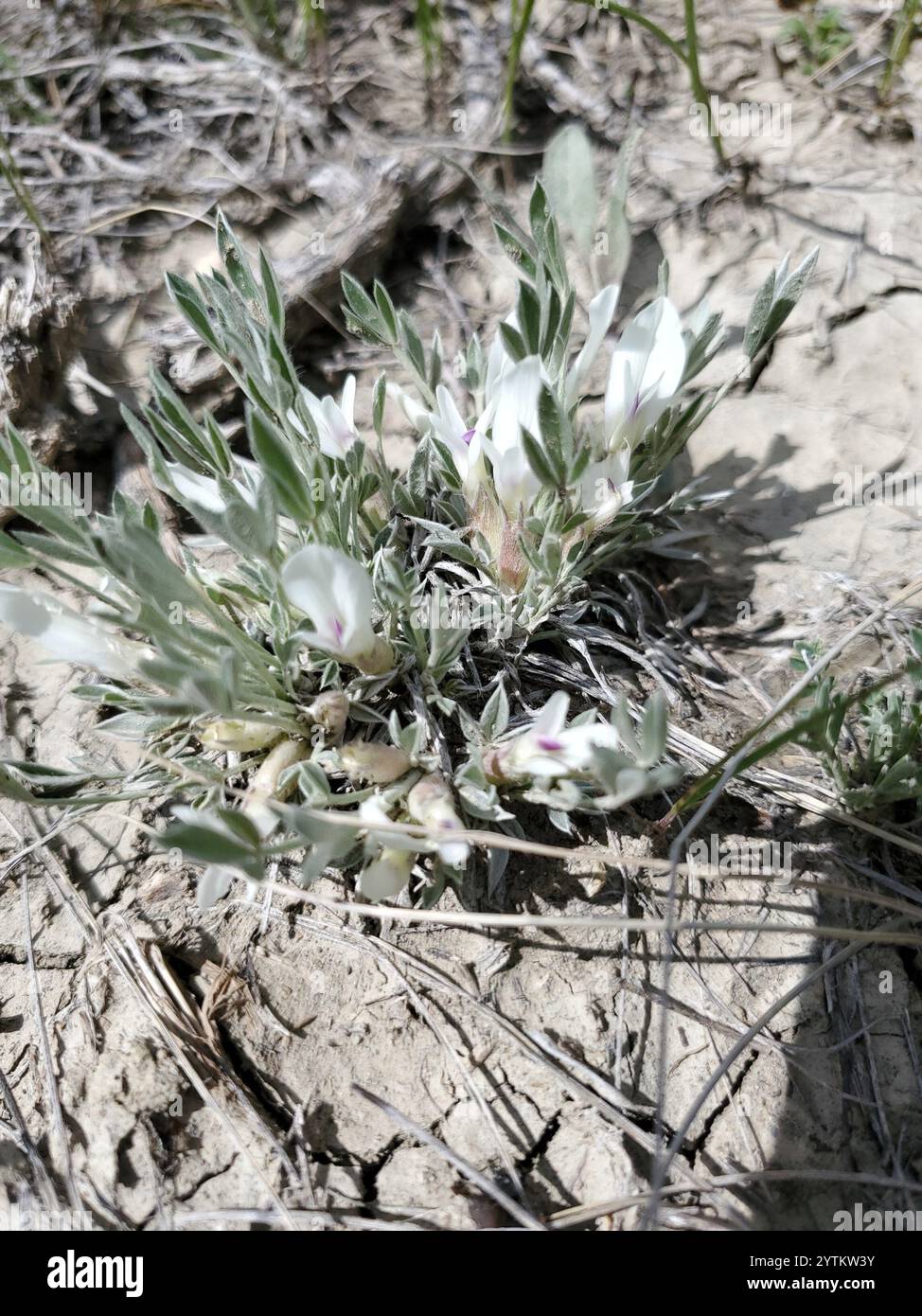Threeleaf Milkvetch (Astragalus gilviflorus Stock Photo - Alamy