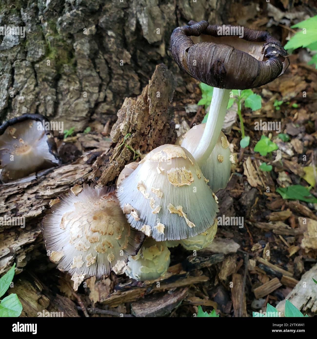 scaly ink cap (Coprinopsis variegata Stock Photo - Alamy