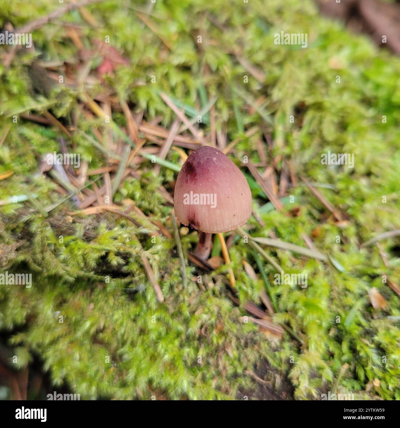 Bleeding Fairy Helmet (Mycena haematopus Stock Photo - Alamy