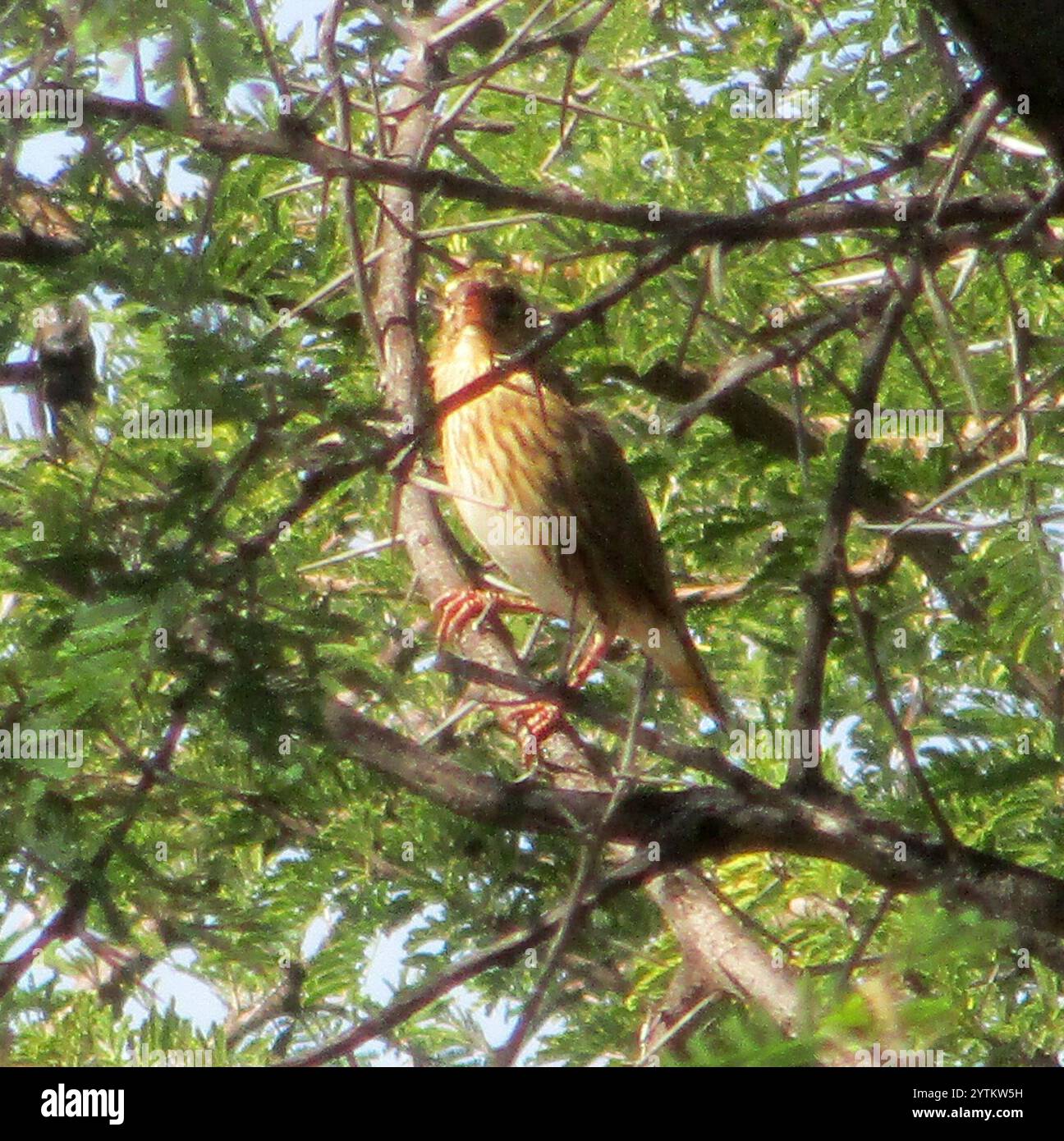 Southern Red Bishop (Euplectes orix Stock Photo - Alamy