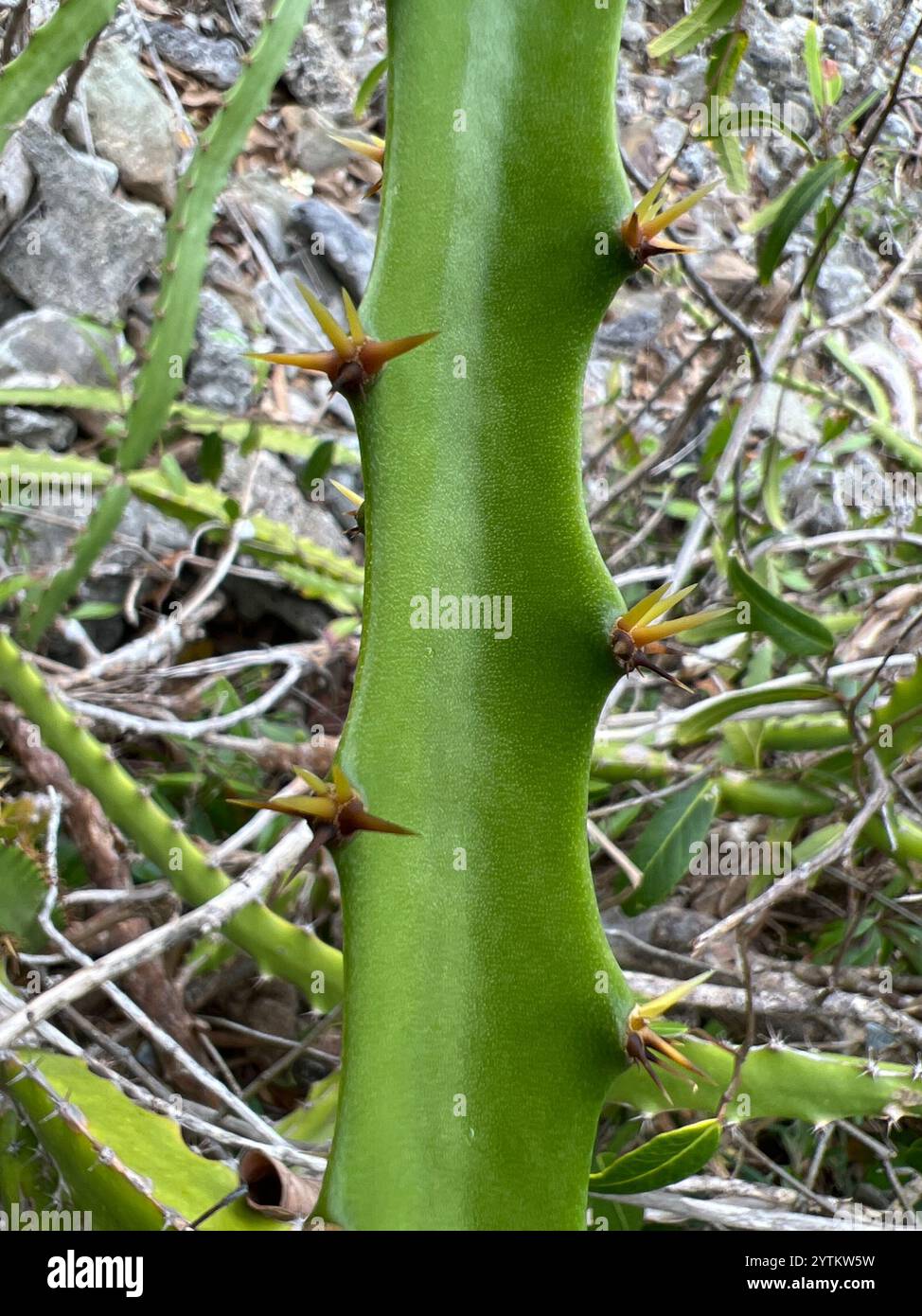Strawberry Pear (Selenicereus triangularis Stock Photo - Alamy