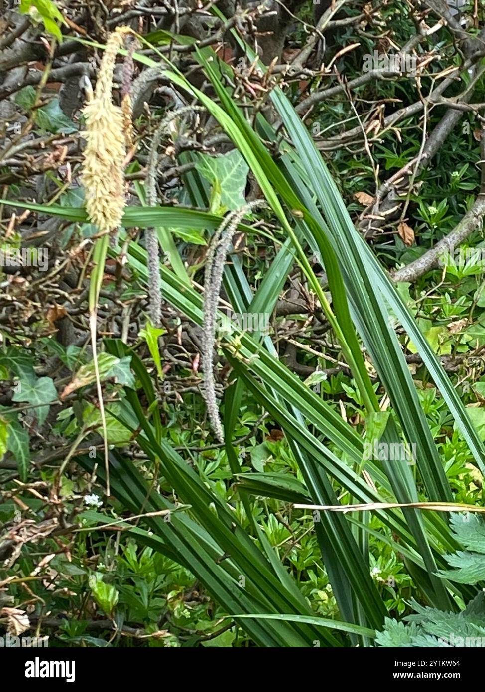 Hanging sedge (Carex pendula Stock Photo - Alamy