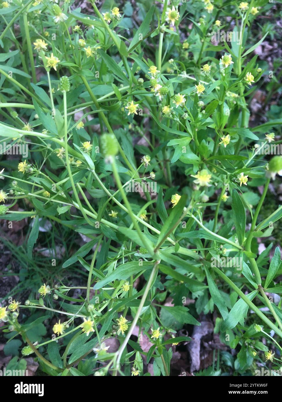 small-flowered buttercup (Ranunculus abortivus Stock Photo - Alamy