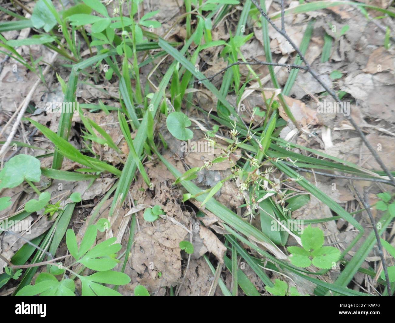 Hairy Woodrush (Luzula pilosa Stock Photo - Alamy