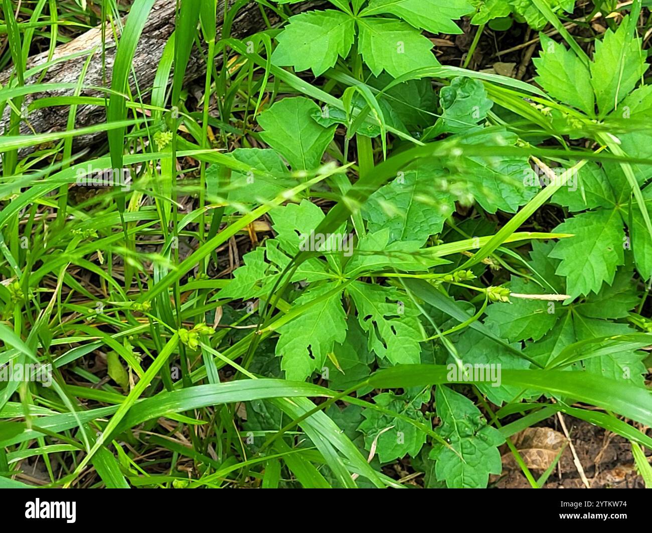 Black Snakeroot (Sanicula canadensis Stock Photo - Alamy