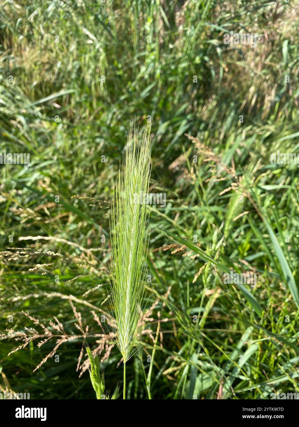 Common Barley (Hordeum vulgare Stock Photo - Alamy